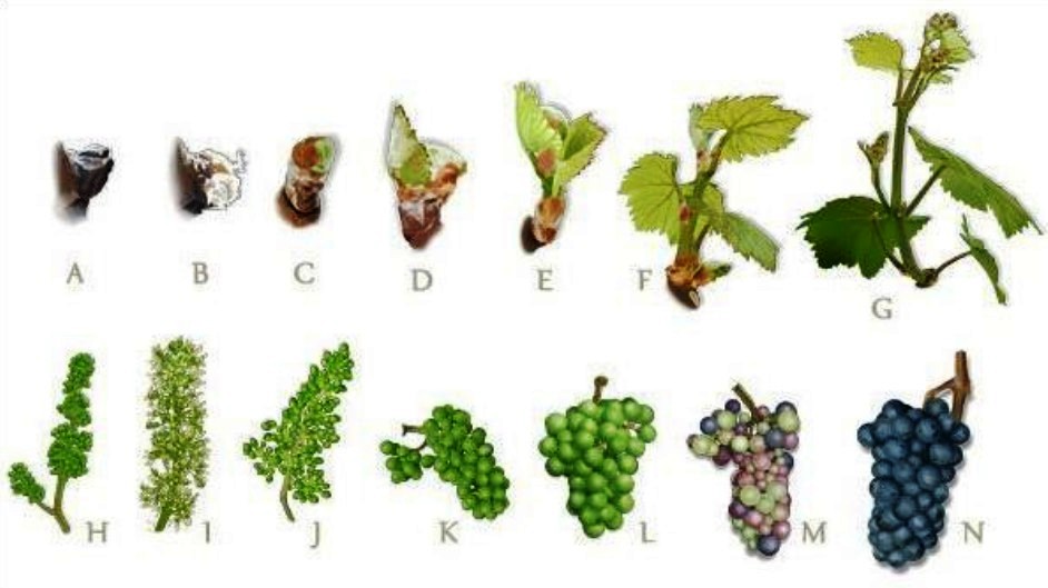 Vous allez déguster : Une année dans les vignes | InfoBassin