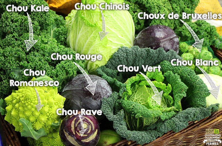 Recette post-Fêtes : Velouté de choux variés... | InfoBassin